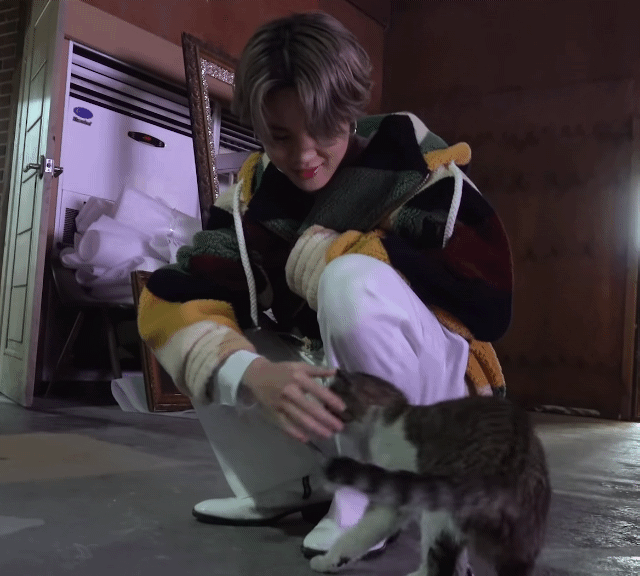 Bts Community Post 🇺🇸🐥⩛🐥jimin🧡time🐥⩛🐥🇺🇸 🐱가 되고 싶다 ···🐶가 되고 싶다💜 이쪽은