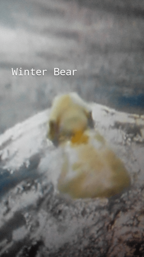 BTS Community Post - 최고의 북극곰 #WINTERBEAR
