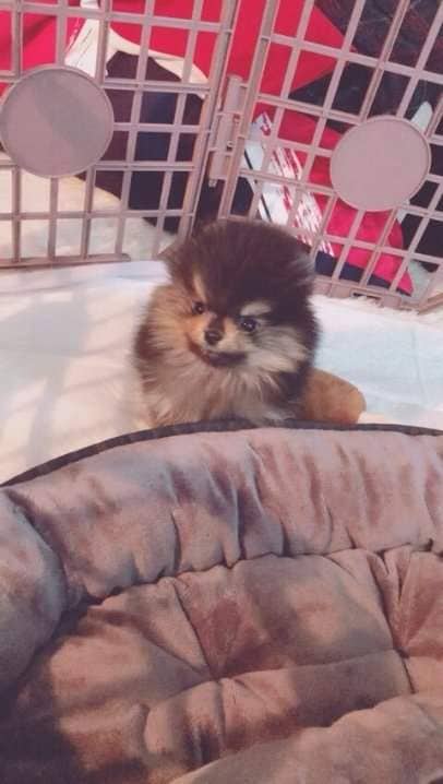 Bts Community Post 그는 주인처럼 너무 귀여워요💖 와~~