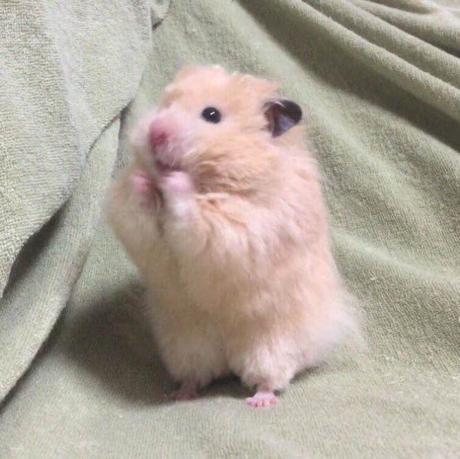 Seventeen Community Post 오늘 세계 햄스터의 날이래요 호시 햄스터🐹 시절을 떠올리며 축하해봐요💖🐹🐯
