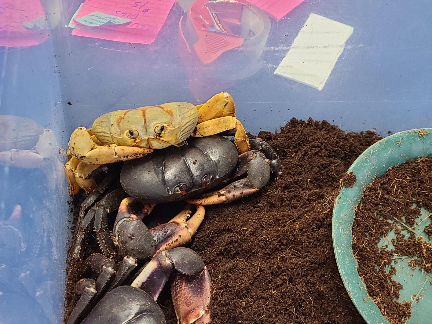 BTS Community Post - saw some zombie crabs for the first time ever ...