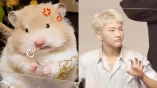 SEVENTEEN Community Post - #hoshi Emmmm....... Is a hamster!