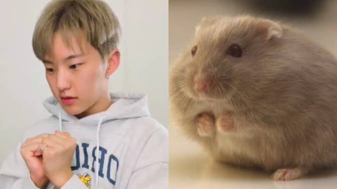 SEVENTEEN Community Post - #hoshi Emmmm....... Is a hamster!