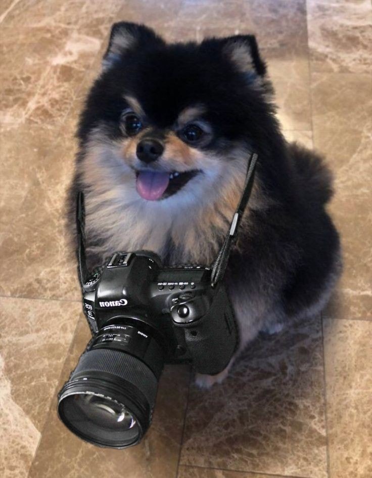 BTS Community Posts - yeontan 私たちはまだあなたのライブを見るのを待っています tannie あなたが一番😏😌 ...