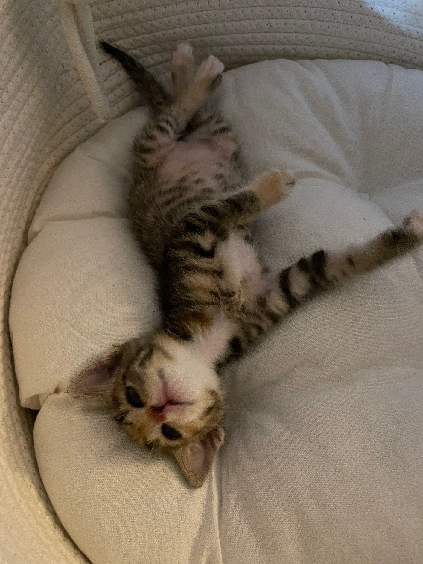 Apink Community Posts 롱언니네 아가들 보러 저번에 다녀왔지롱🐱 Hayoung