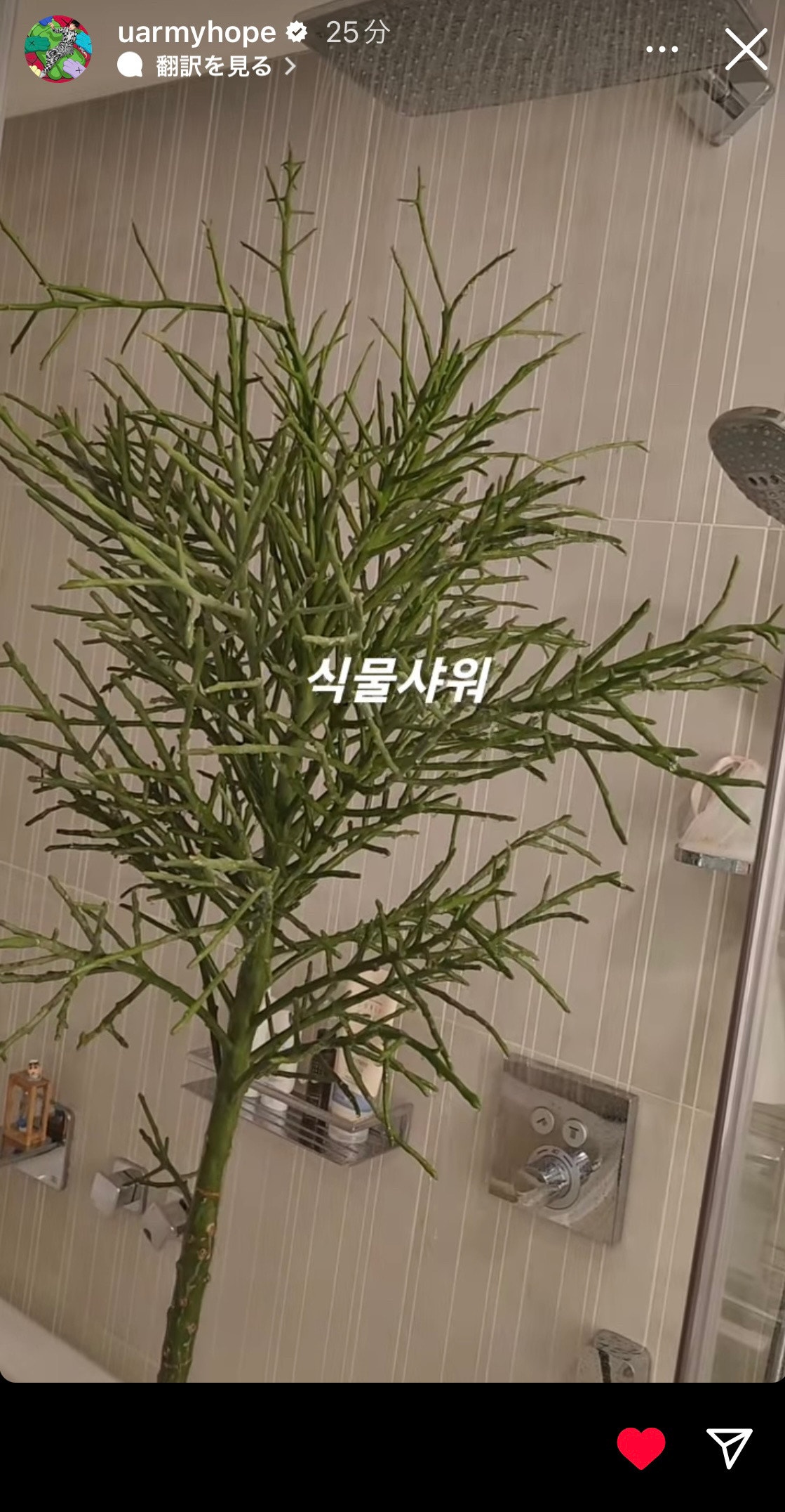 BTS Community Post - hobyちゃん ️ お風呂に入る時、サボテンの棘に気を付けて🌵