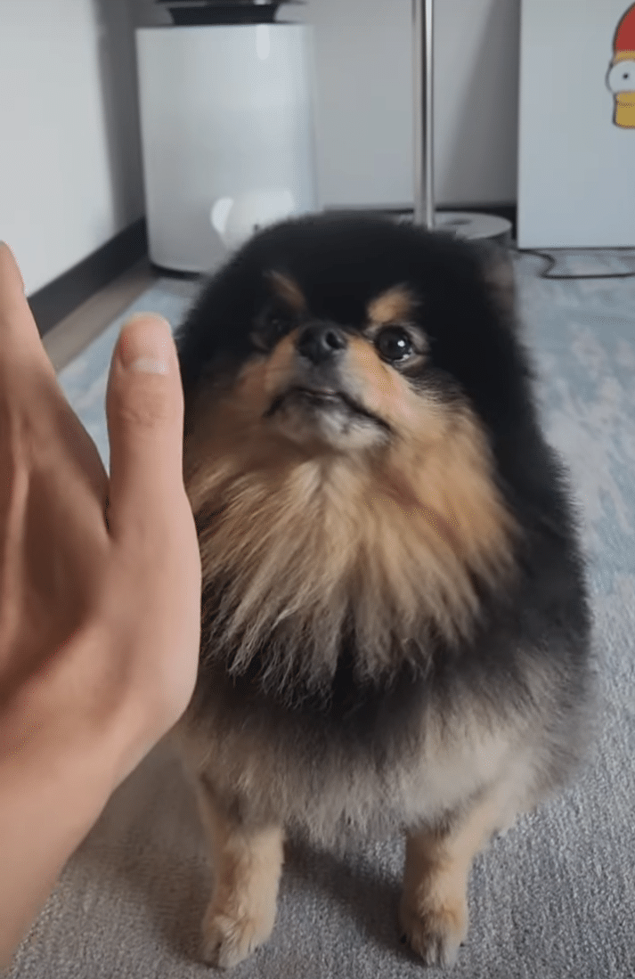BTS 커뮤니티 포스트 - So cute Tannie😜🐶☺💜 I love his pure eyes. it's so cute😘 # ...