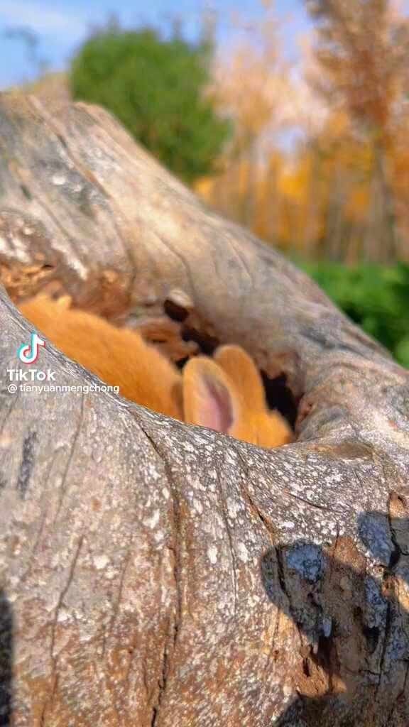 BTS Community Post - ctto this video 📸 #cooky