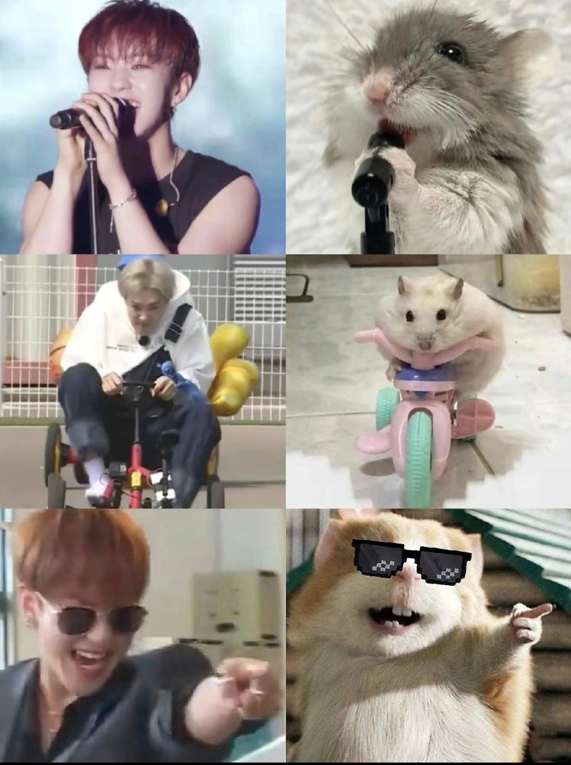 Seventeen Community Post 행복한 국제 햄스터의 날🐹🐹🐹🐯🐯🐯hoshi답장을 안 하면 햄스터가 될 거예요～