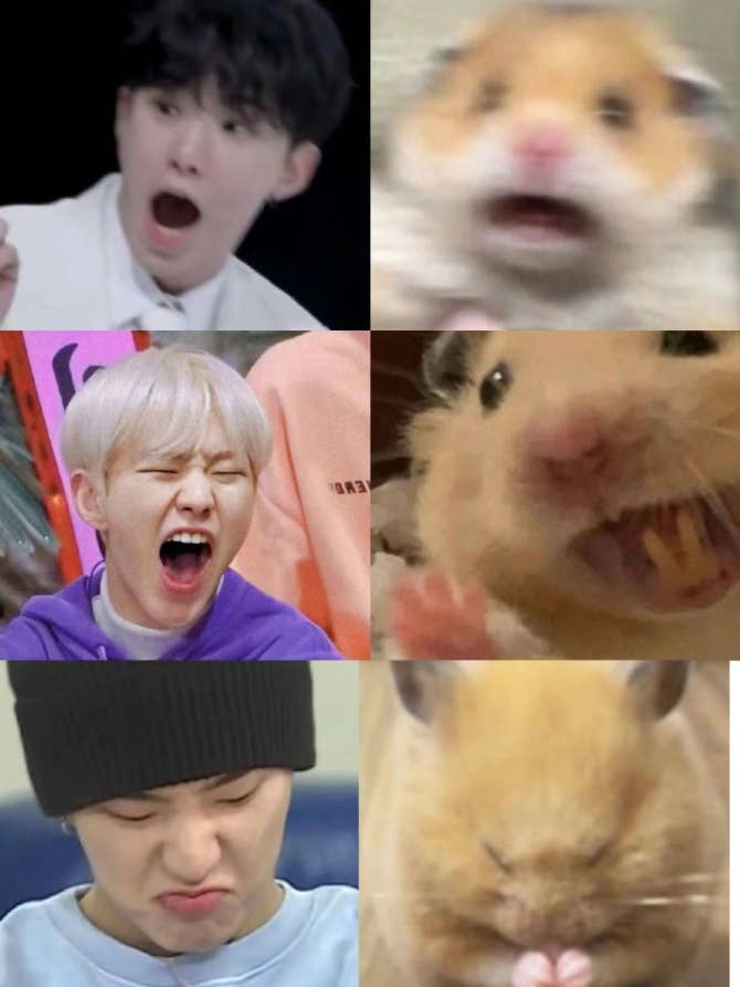 Seventeen Community Post 행복한 국제 햄스터의 날🐹🐹🐹🐯🐯🐯hoshi답장을 안 하면 햄스터가 될 거예요~