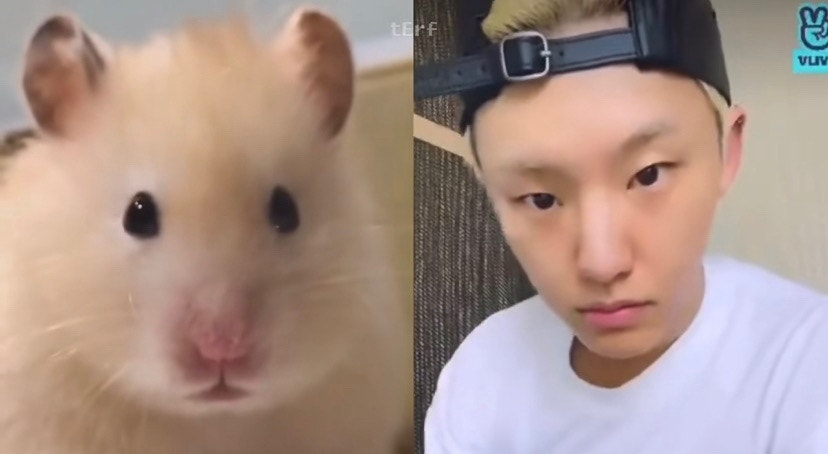 SEVENTEEN Community Post - hoshi啊 你看到了吗