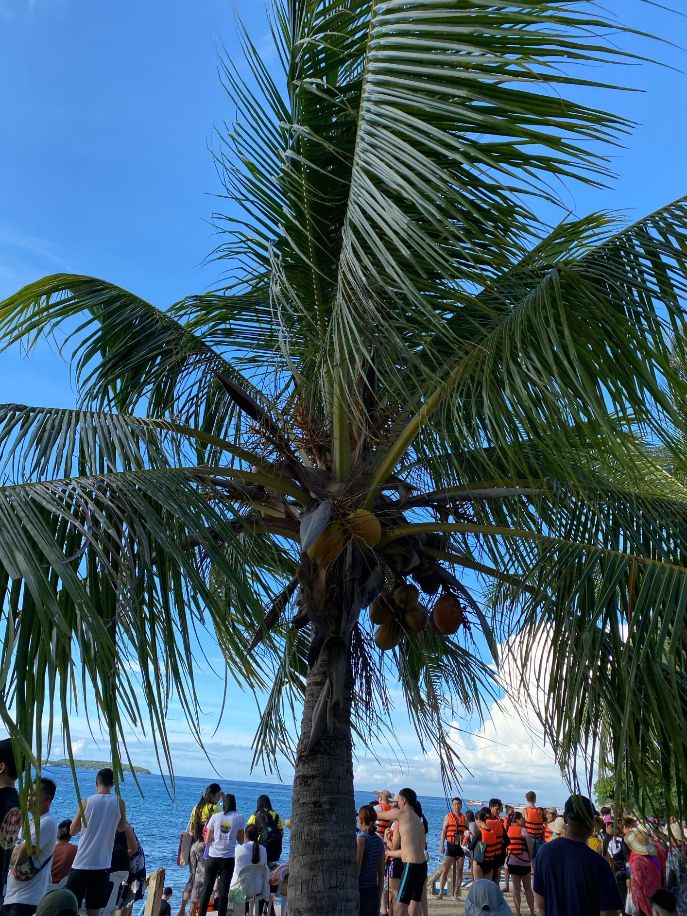 Kim Jun Su Community Post Tojunsu 안영하세요😊 준수님의 힘이 되도록😊 팜 트리와 코코넛🏝️🥥 In세부