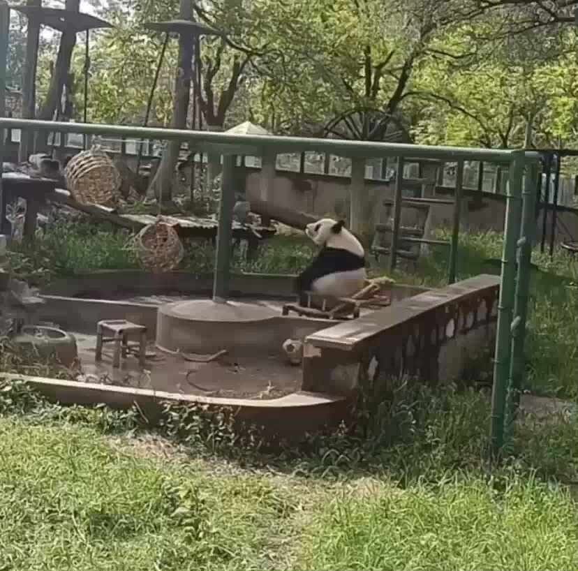 BTS Community Post - 팬더 형태의 지민입니다 하하 😂 Its Jimin in Panda form haha 😂