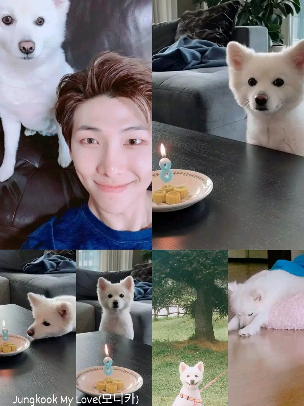 BTS Community Post - Rm informs ARMY of his dog's Moni's death, on his ...