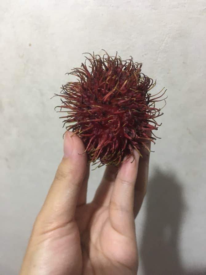 Enhypen Community Post 중원아 이 람부탄이라는 과일 먹어봐 너무 맛있어 이상하게 생긴 건 알지만