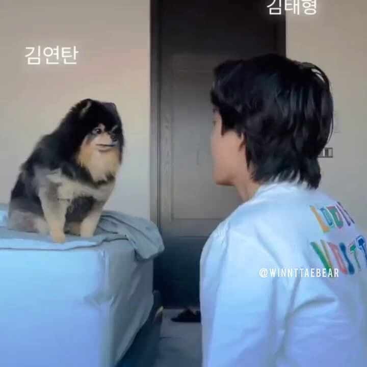 BTS Community Post - 🎂 HAPPY BIRTHDAY TO THE MOST POPULAR DOG IN THE ...