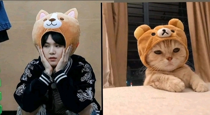 BTS Community Posts - 😺😺😺😺Suga and Cat 🐈 🐈 🐈 🐈 とてもかわいいです😻😻😻😻