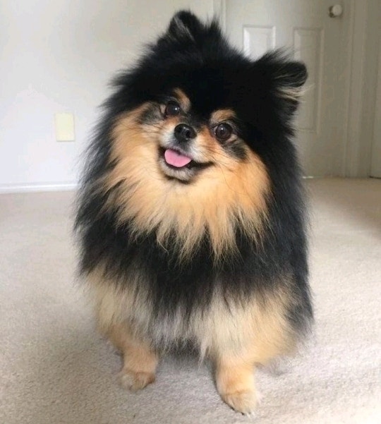 BTS 커뮤니티 포스트 - Tannie showed up 🙈🥰 How cute 💗 #to_taehyung #tannie