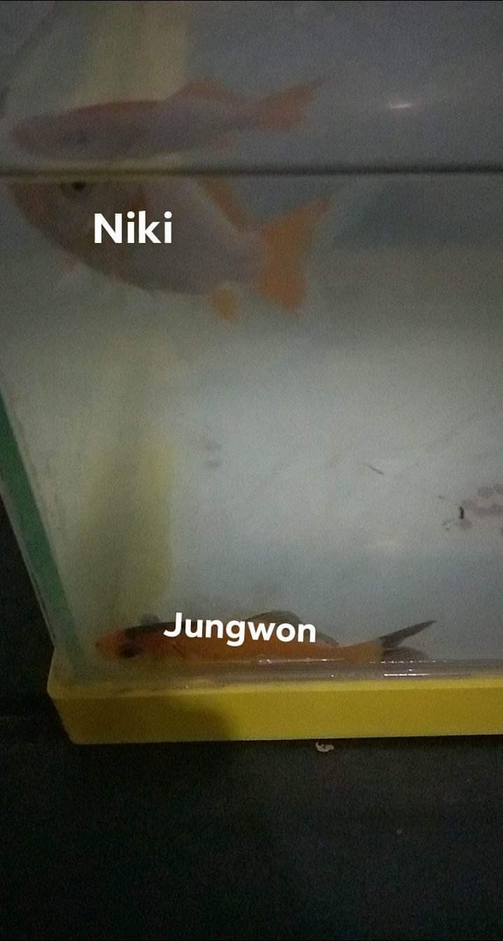 ENHYPEN Community Post - My dad bought two fish...and i named them niki ...