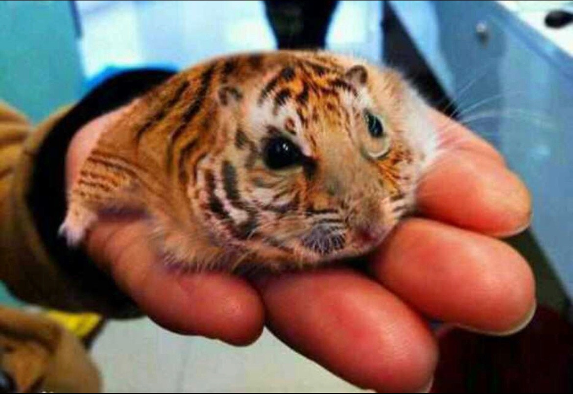 SEVENTEEN 커뮤니티 포스트 - hoshi…？