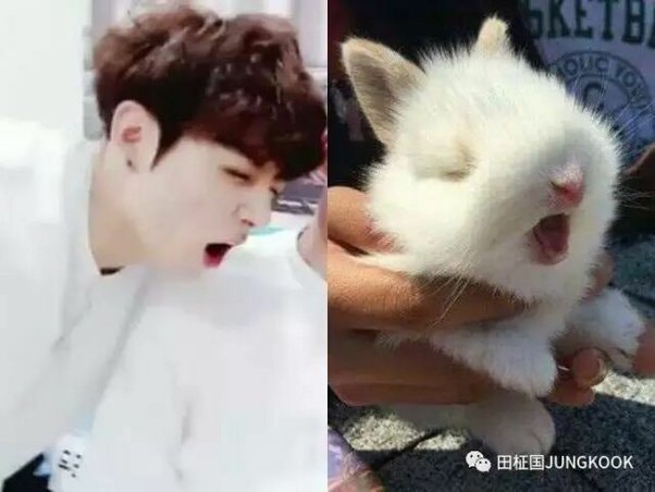 BTS Community Posts - junkook being a rabbit