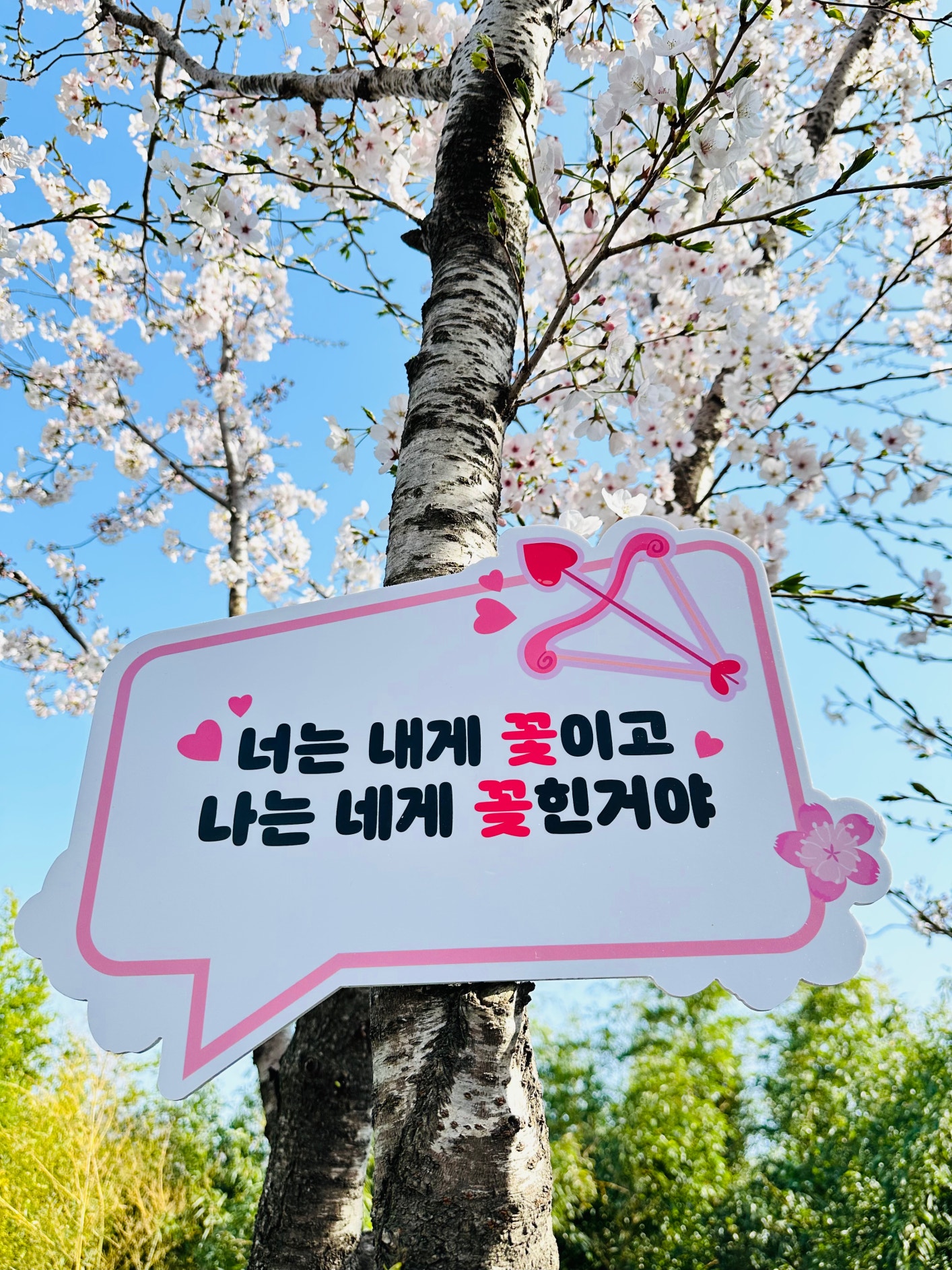 Plave Community Post 플리님들 꽃보고 가세요 남은 오후도 화이팅입니다👍 나는 플브에게 꽂힌거야🥰🌸