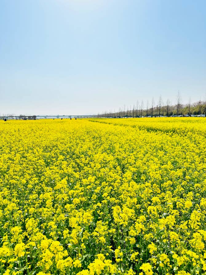 PLAVE Community Post - 플리님들 꽃보고 가세요^^ 남은 오후도 화이팅입니다👍 나는 플브에게 꽂힌거야🥰🌸