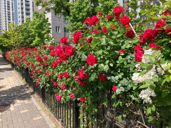 Hwang Min Hyun Community Posts 날이 너무 좋아서 산책나왔어요🍀🌺 조금 더워요🥵🤪😜 점심은 맛있는거