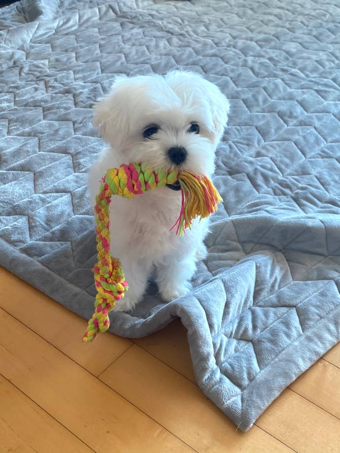 Illit Community Post 민주 강아지 사진 저장하는 거에 빠졋다구 해서 우리집 강아지 사진 투척 🐶🐶🐶🐾🐾🐾