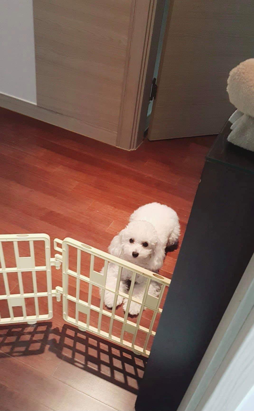 ENHYPEN Community Post - @Sunghoon if I can't marry you, Can my dog ...