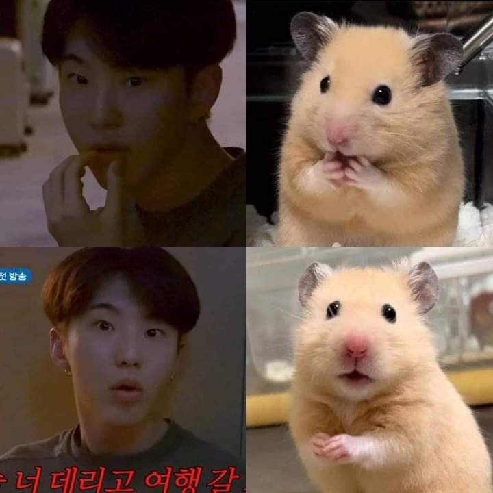 SEVENTEEN Community Post - Tiger who? i only know hamster hoshi😜🤙