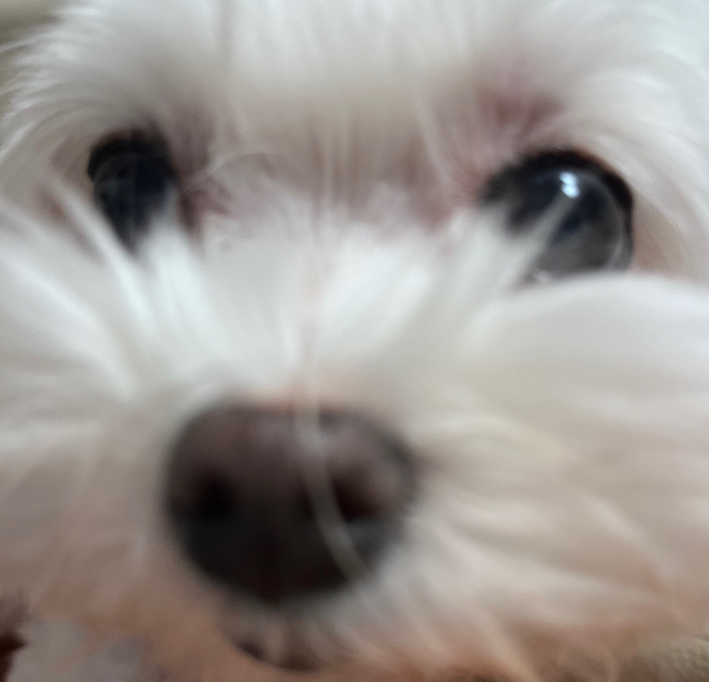 Illit Community Posts 저희집 강아지 초근접샷 🐶 🐕 🐾 너무너무 귀엽지 않나요뚱이입니다 🤍