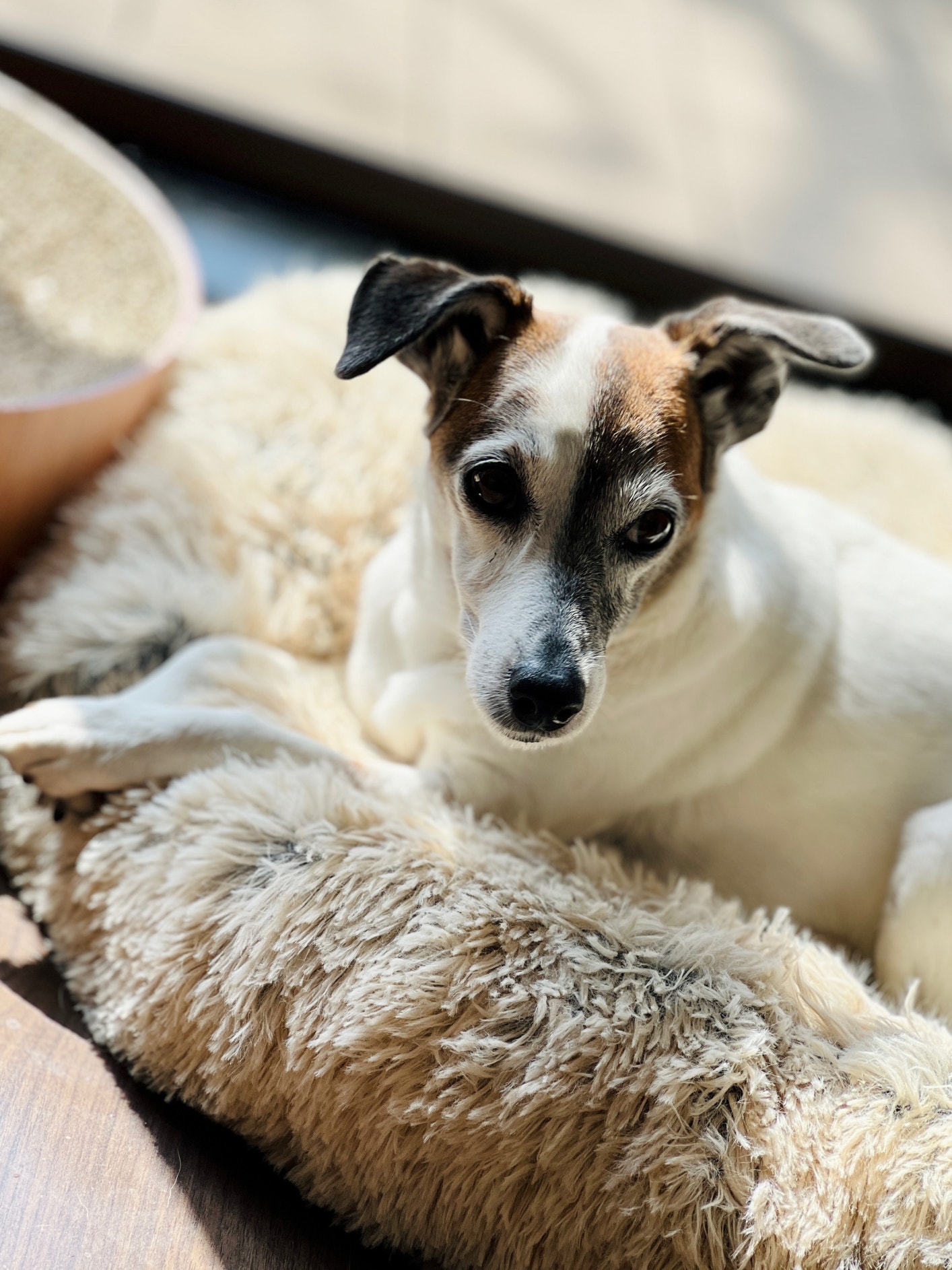 Post de la Comunidad &TEAM - Happy National Puppy Day~🐶🐶🐶 love you ...
