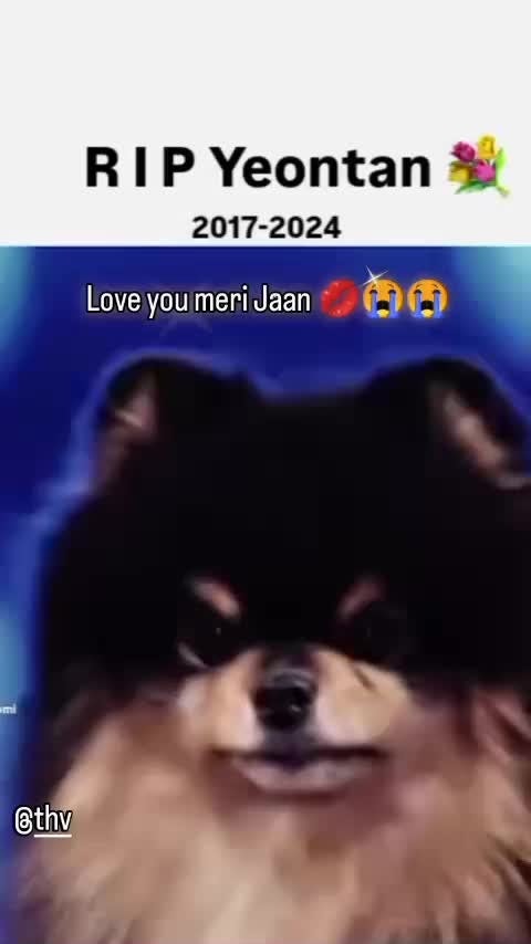 BTS Community Post - l can not believe it's 🐕 cuties RIP😭