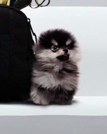 BTS Community Post - Fact: Taehyung adopted a black and tan pomeranian ...