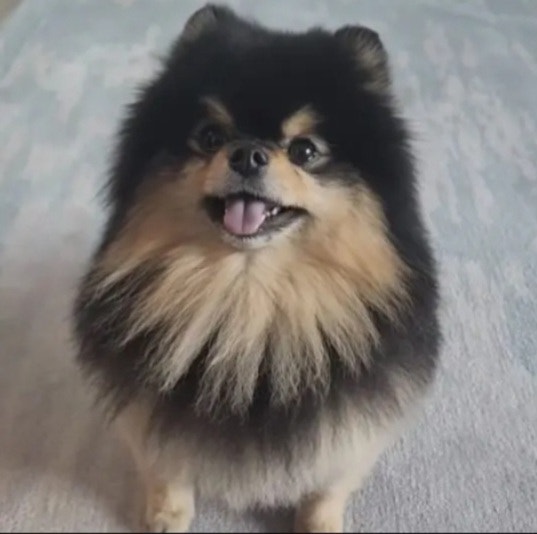 BTS Community Post - RM'S DOG - MONI JUNGKOOK'S DOG - GGUREUM JIN'S DOG ...