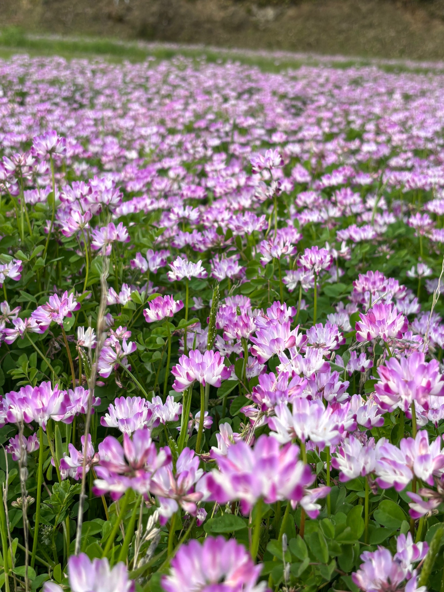 BTS Community Post - #TO_RM #Dear_RM_from_Army 私はさ 音楽に詳しい訳でもなく いろんな事を深く考える事も出来ない田舎のおばちゃん 海沿いを歩き ...