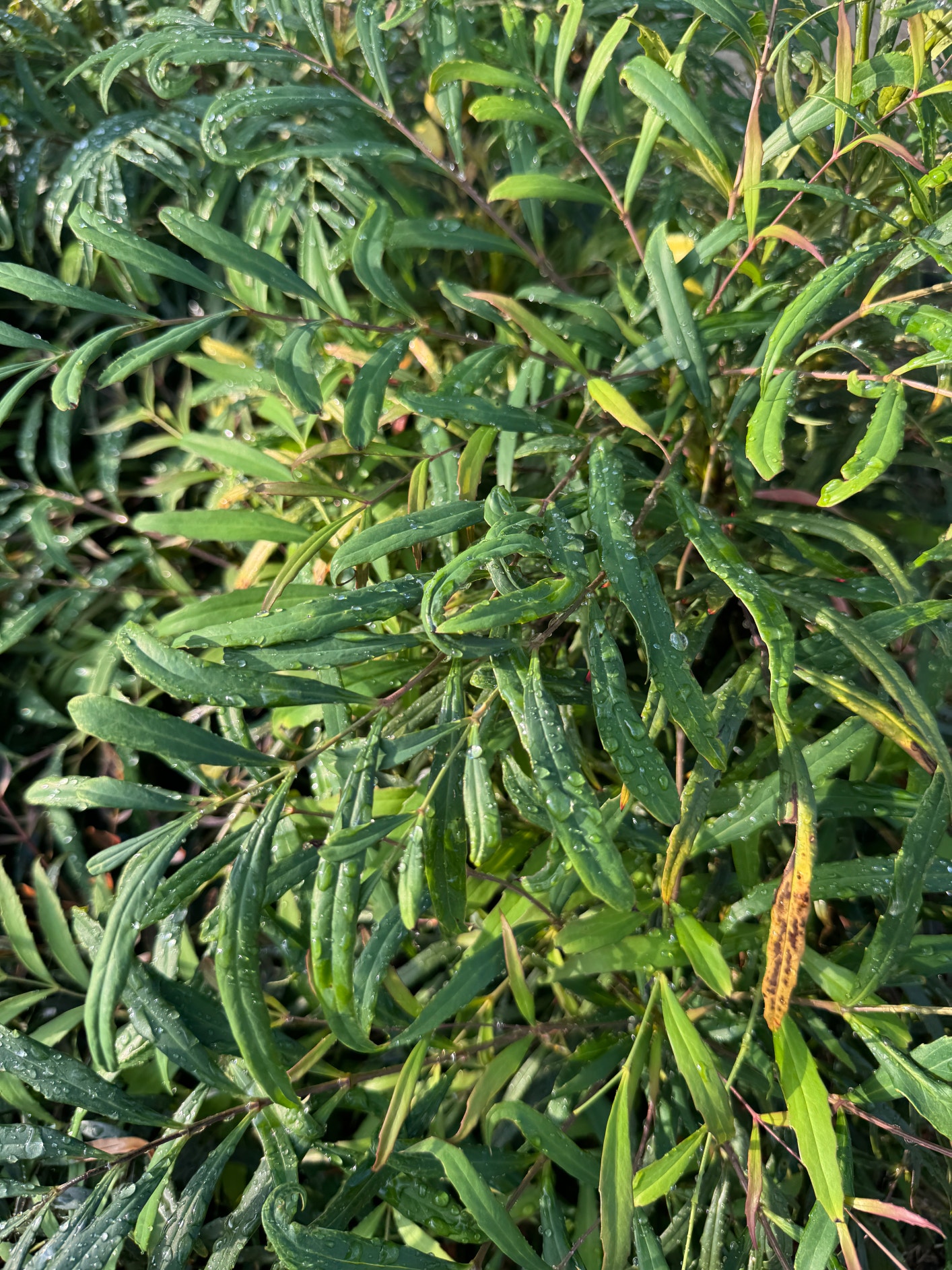 eill Community Post - 雨が上がって空は晴れて 木に積もった雫を 風が、少しずつポタポタと落とす 傷ついて、少し立ち直って それでも心にひっついた痛みを 少しずつ洗い流し ...