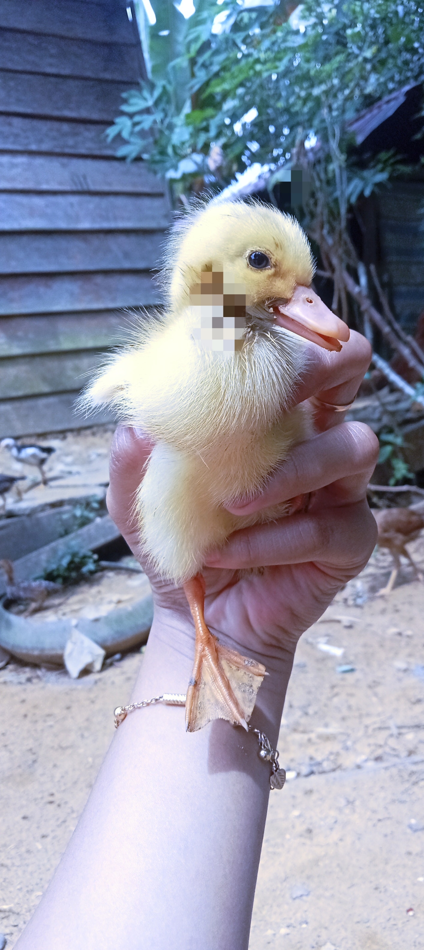 ENHYPEN Community Post - my baby duck🤏 #중원