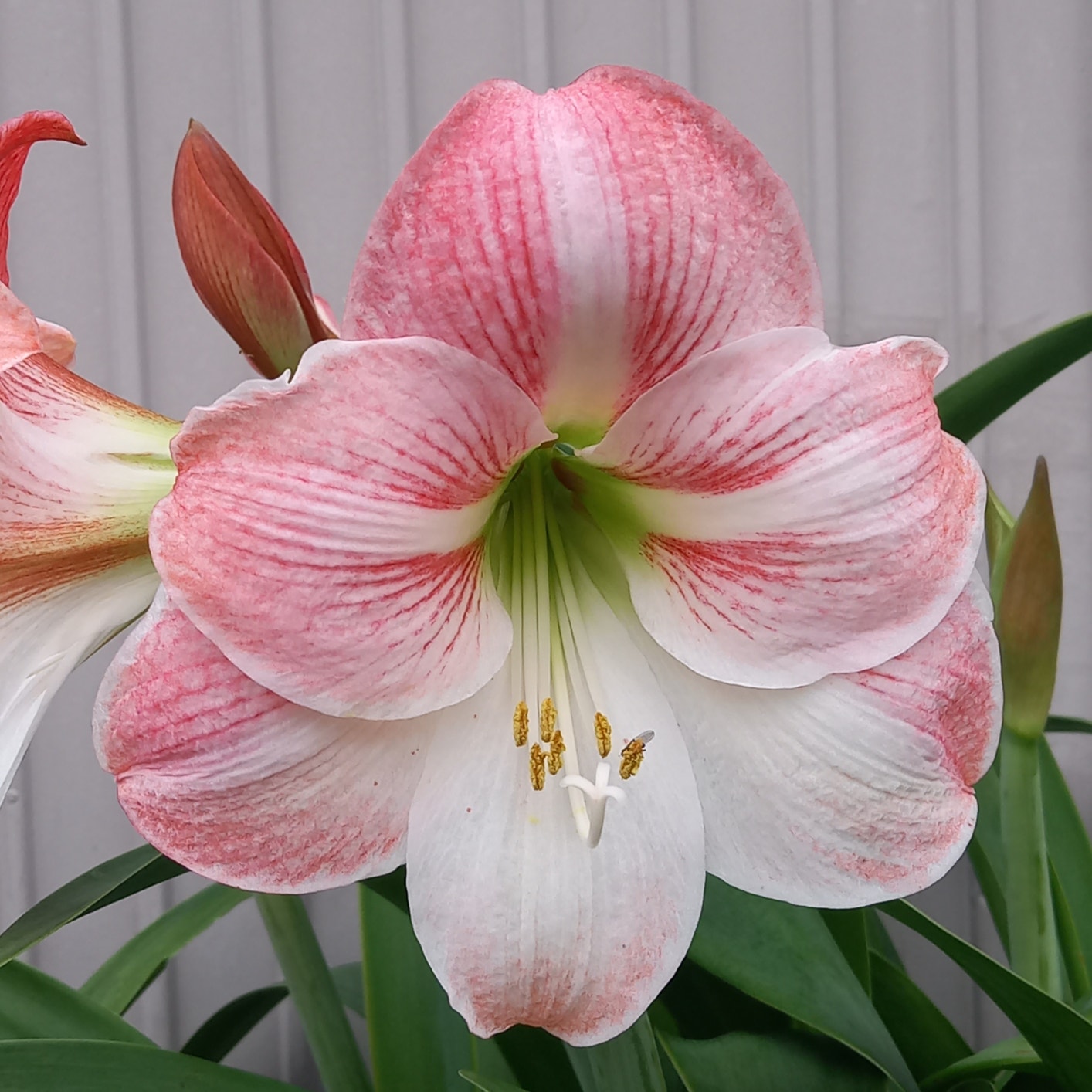 BTS Community Post - ️再編集したら文章が飛びました💦 ジンくんへ アマリリスが咲いたので贈ります💠