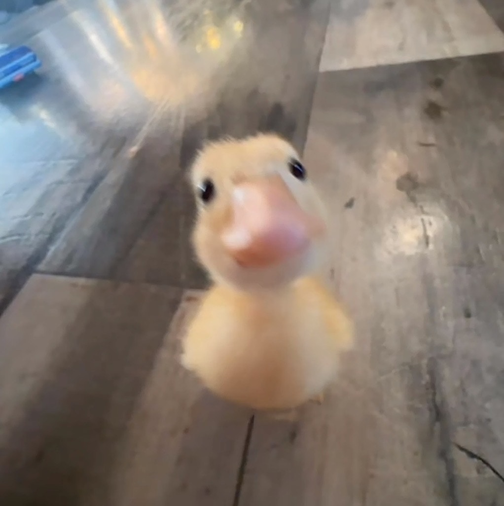 ENHYPEN Community Post - 我想念一只鸭子@西村力 나는 오리를 그리워해@niki 私はあひるが恋しいです@niki ...