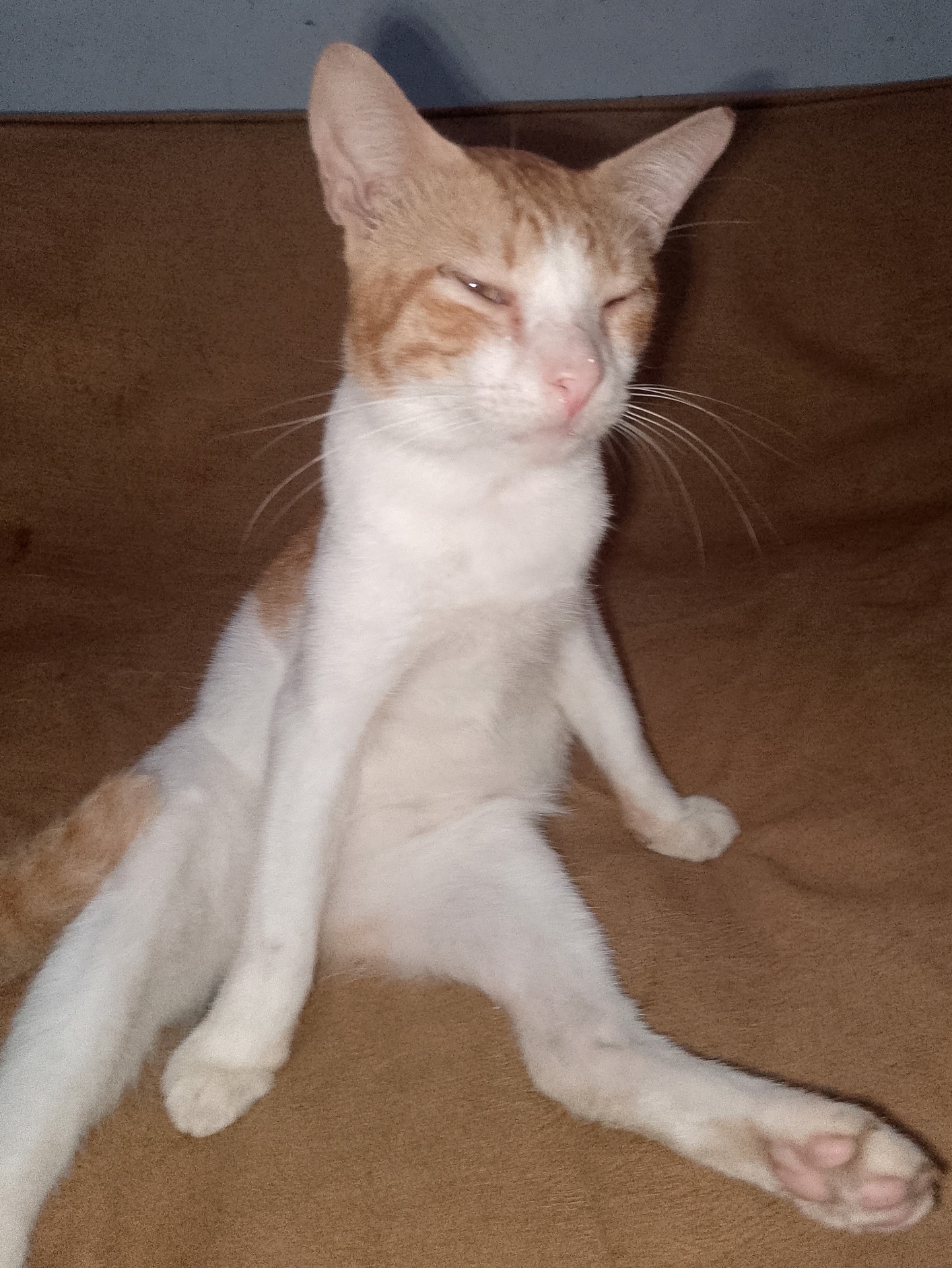 KATSEYE Community Post - Katseye rate my cat sitting in a couch lololol