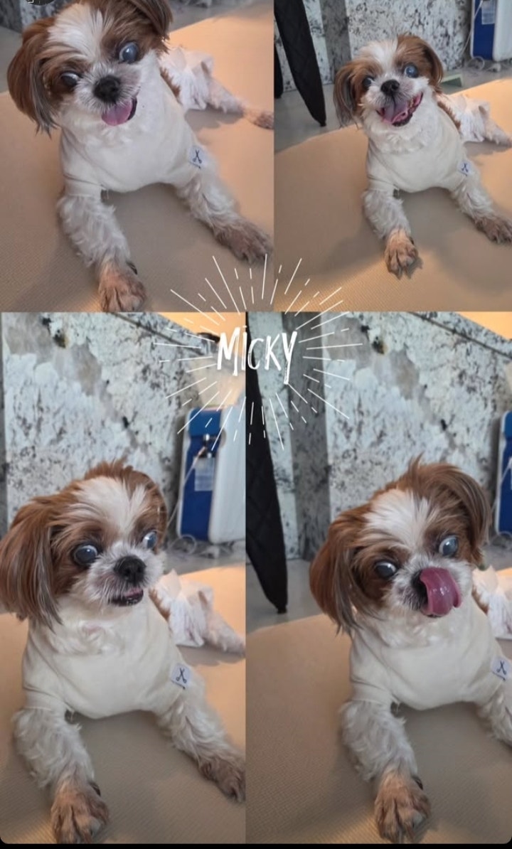 BTS Community Post - Mr. hobi ~~~~~🍀 This is your dog?.🐶.. btw.. he is ...