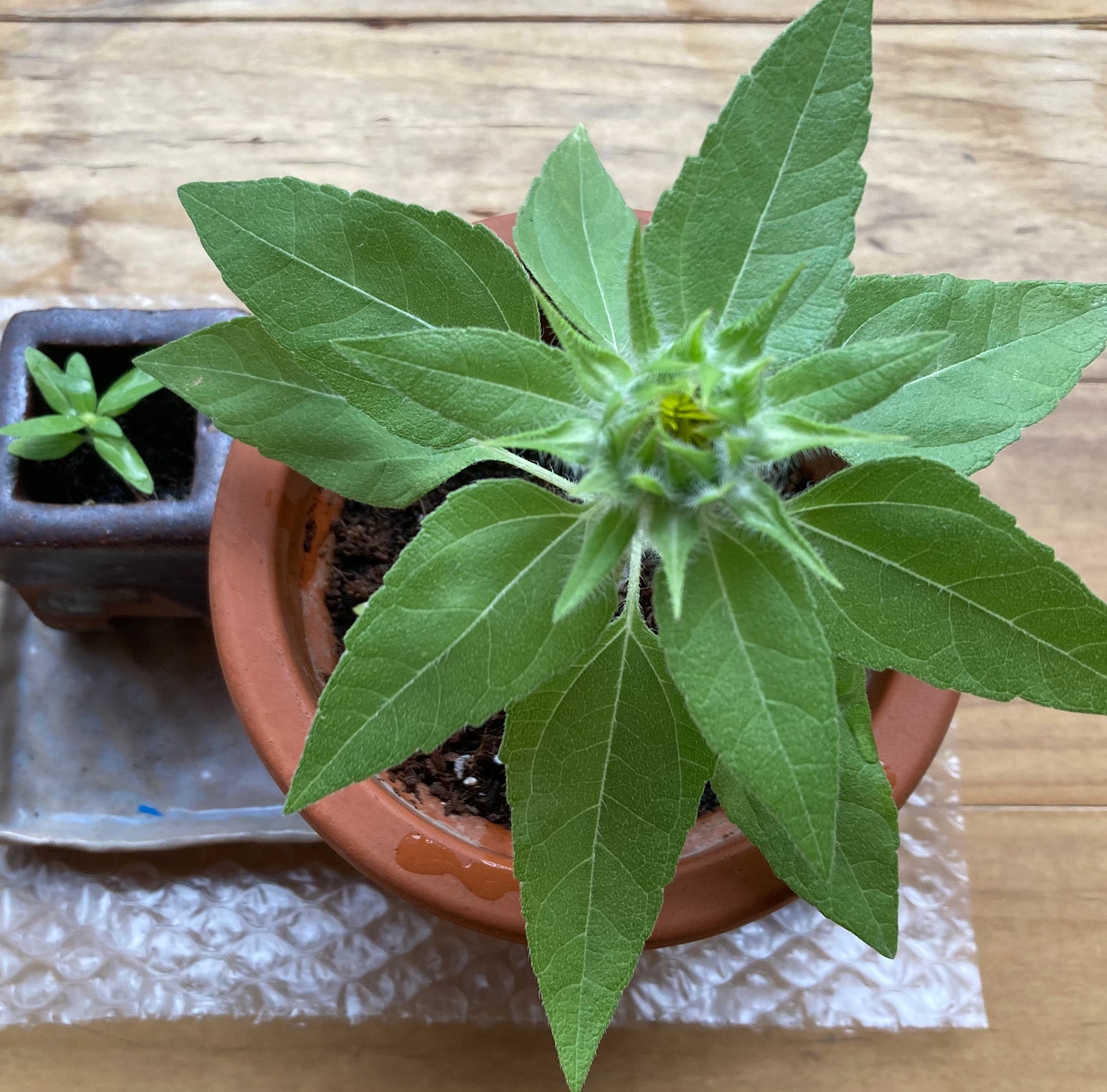 BTS Community Post - SUGAさん お元気でお過ごしでしょうか？🌻 Good luck ️順調に進むことを願います🤲 お身体に気をつけて、楽しい毎日を過ごしてください☺️ ...