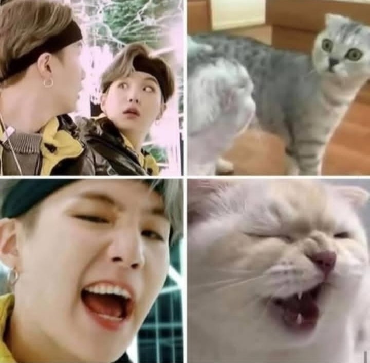 BTS Community Post - Suga cat ️