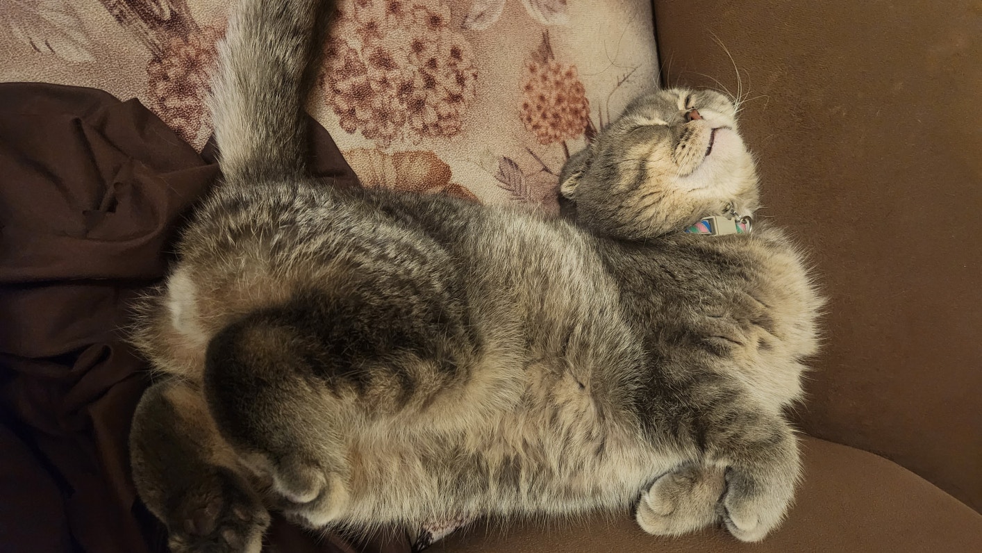 SEVENTEEN Community Post - jun, are ocl girls or boys??? here is my cat ...
